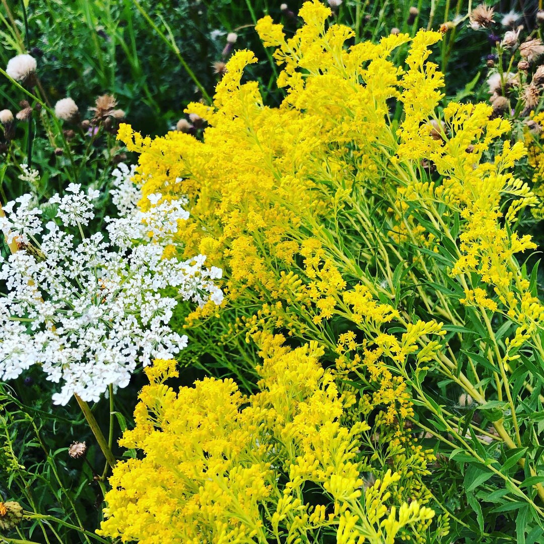 Goldenrod Flowers, Stems, Leaves - Etsy
