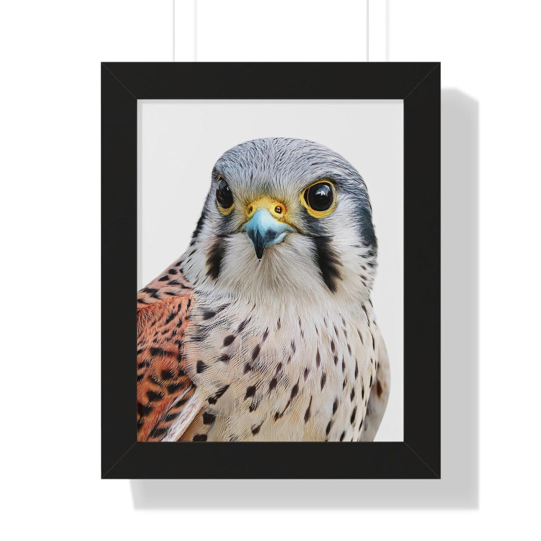 Stunning Kestrel Art Print, Framed Wall Decor, Nature Lover Gift ...