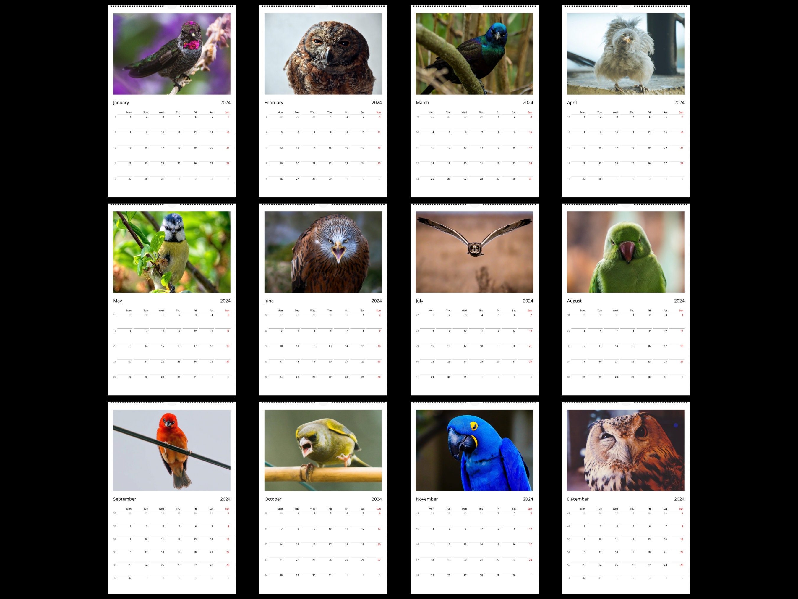 Funny Angry Birds Large Wall Calendar 2024 11x16.5 Inch Bird Lover Gift ...