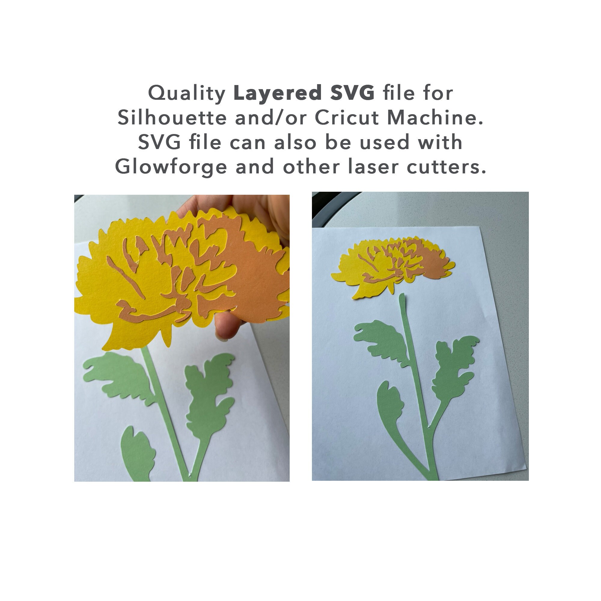 Chrysanthemum Svg, November Birth Month Flower, Chrysanthemum Flower ...