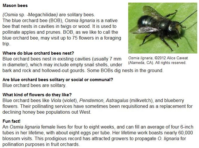 8mm Wide Mason Bee Tubes 100pcs, 6 Inches Long. High Quality Tubes - Etsy