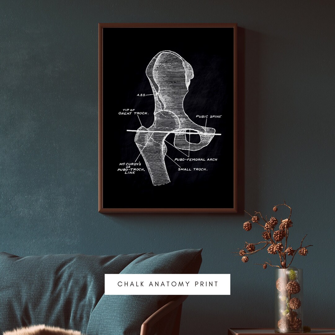 Human Anatomy Artworks | Medical Wall Pictures | Muscle Skeleton ...