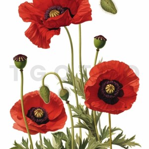 100 Botanical Flowers Coloring Book, Adults and Kids Colouring Books ...