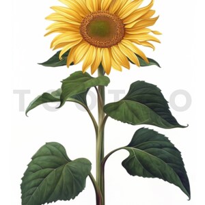 100 Botanical Flowers Coloring Book, Adults and Kids Colouring Books ...