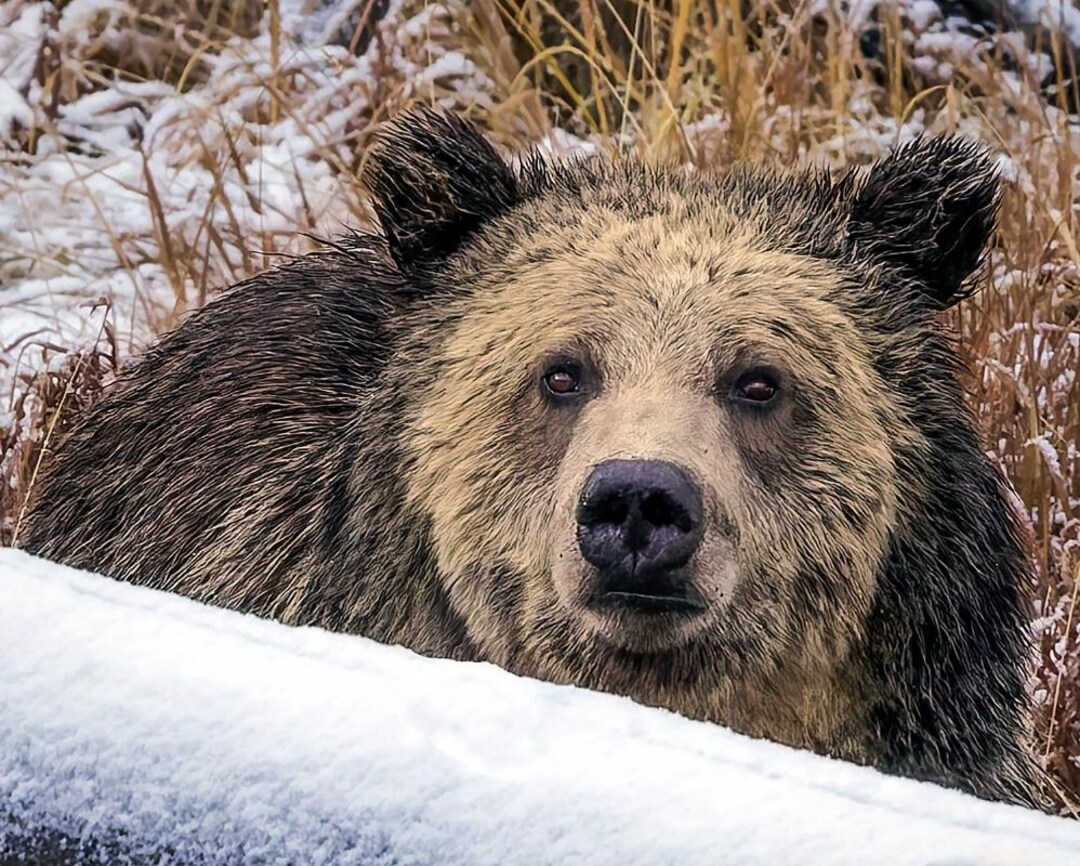 The Season of Solitude – Fine-art Grizzly Bear Photography Print - Etsy