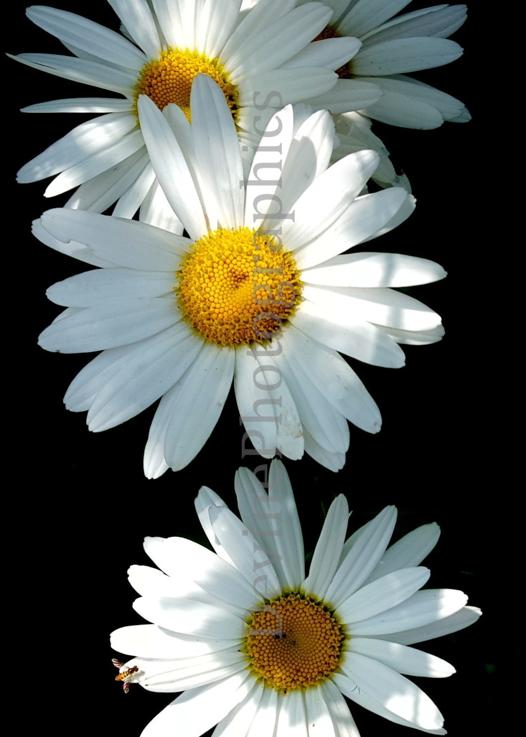 Daisy Note Card - Etsy