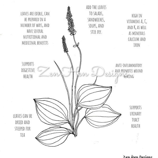 Plantain Coloring Page - Etsy