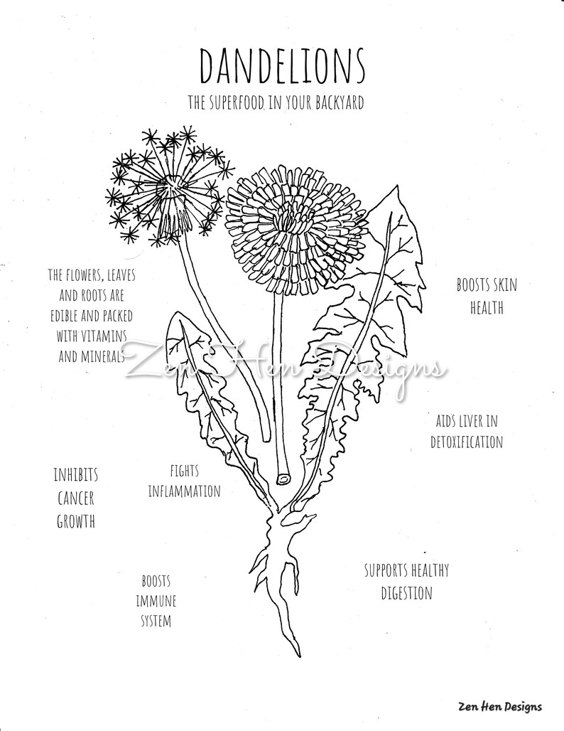 Dandelion Health Benefits Coloring Page - Etsy