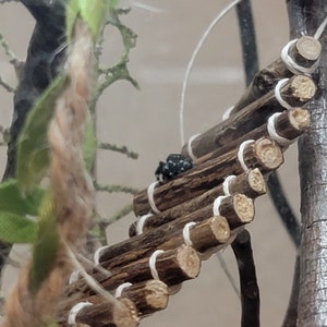 Jumping Spider Arachnid Insect Suspension Bridge for - Etsy