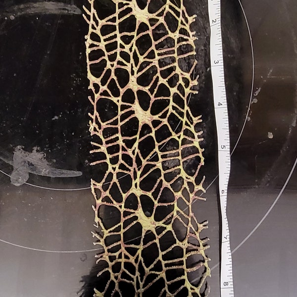 Spider Ribbon - Etsy