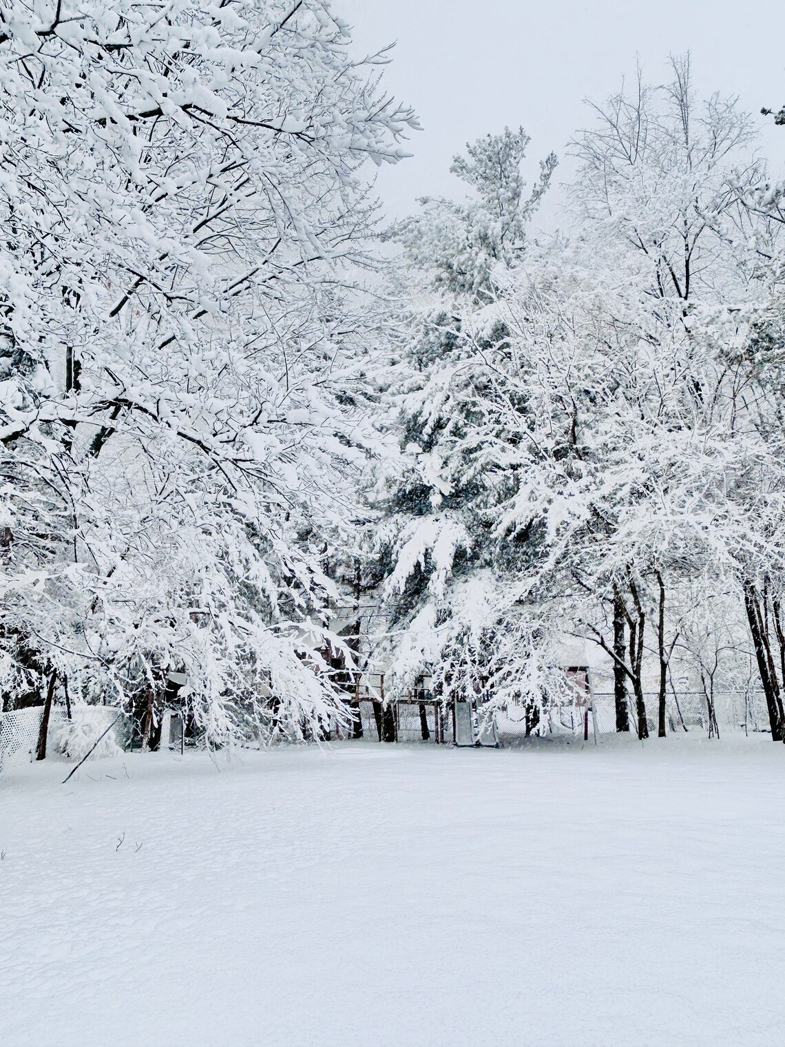 Snow Backdrop Snow Wall Art Snow Photo Backdrop Snowy Backdrop Snowy ...