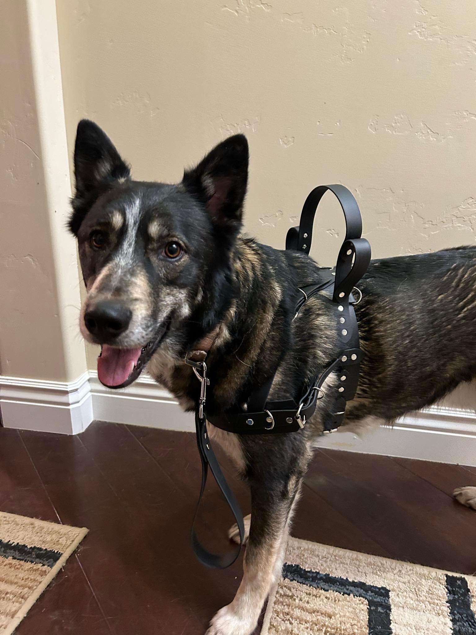 Custom Dog Harness - Etsy