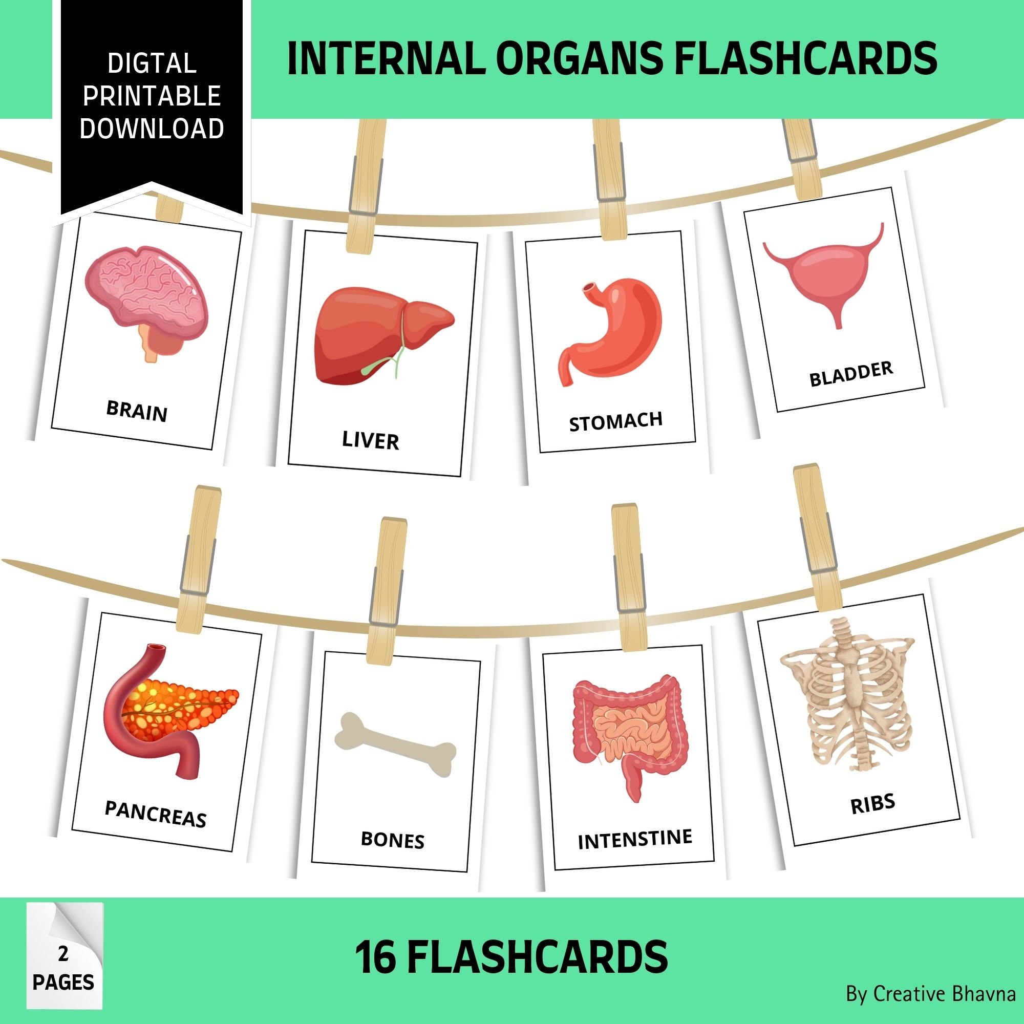 Printable Flashcards Internal Organs Flashcards Organs - Etsy