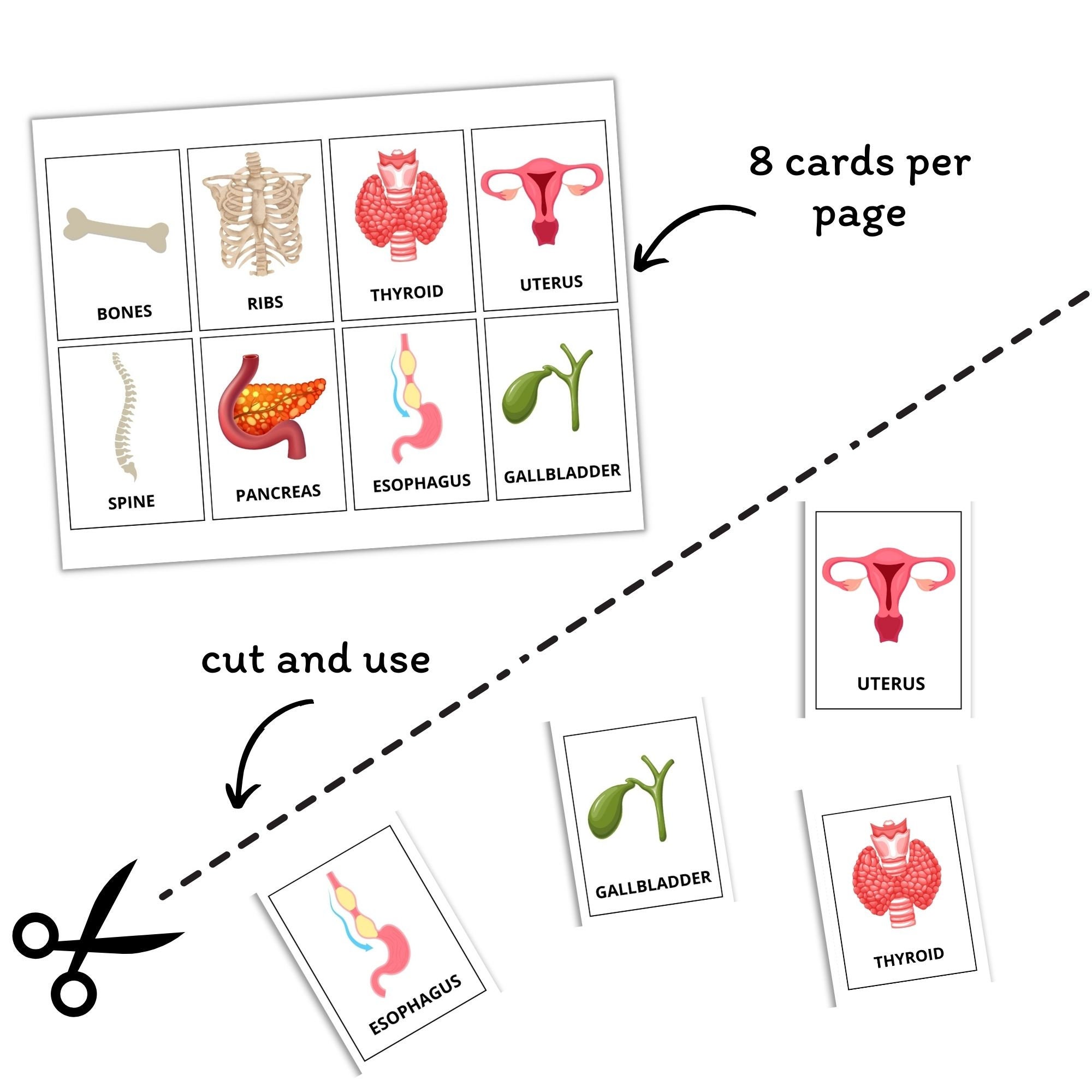 Printable Flashcards Internal Organs Flashcards Organs - Etsy