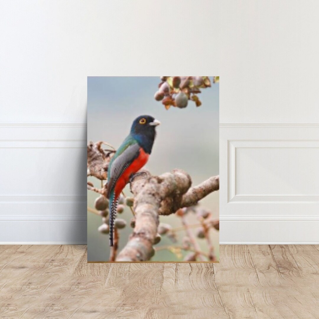 Blue Crowned Trogon Bird Canvas, Home Decor Ready to Hang, Wall Art ...