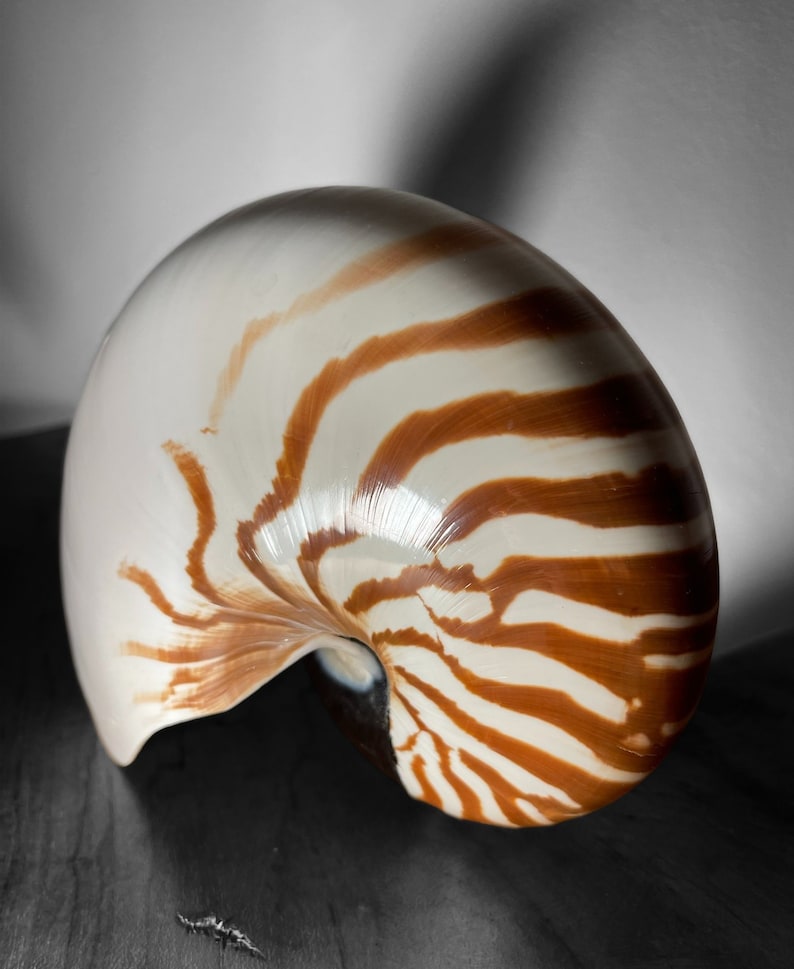 Extra Large Nautilus Shell Nautilus Pompilius - Etsy