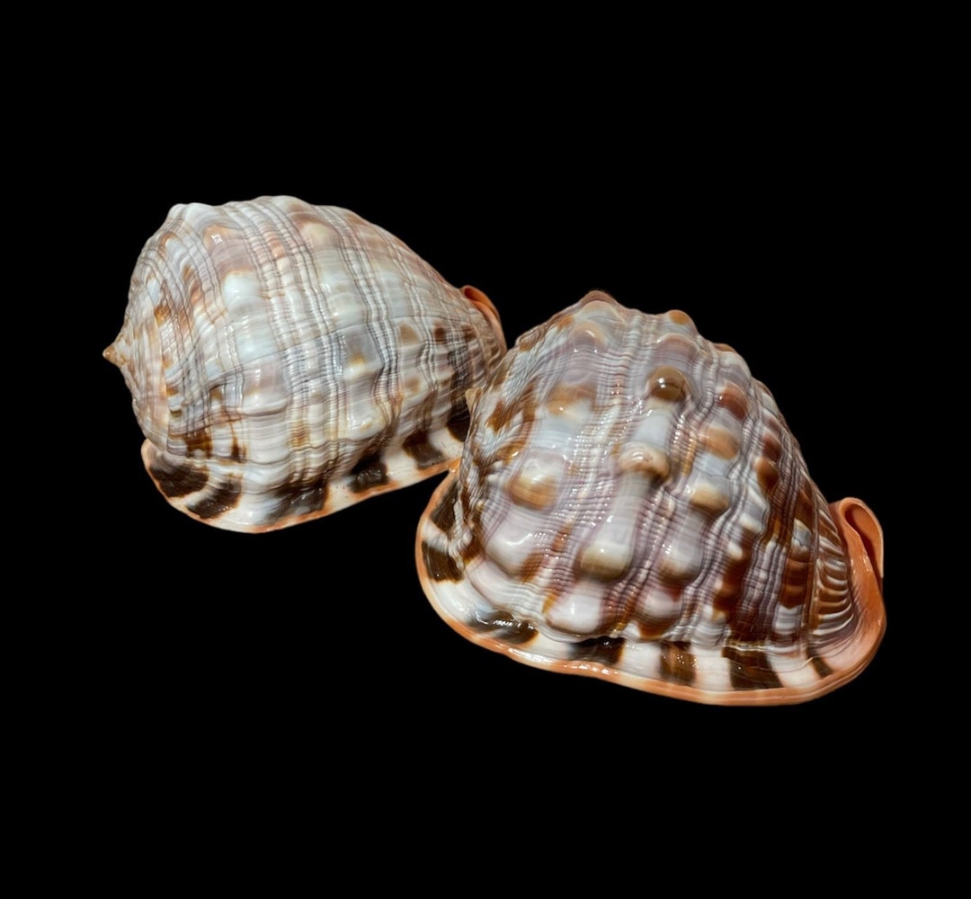 Pair of Red Bullmouth Sea-snail Shell - Cassis Rufa - Etsy