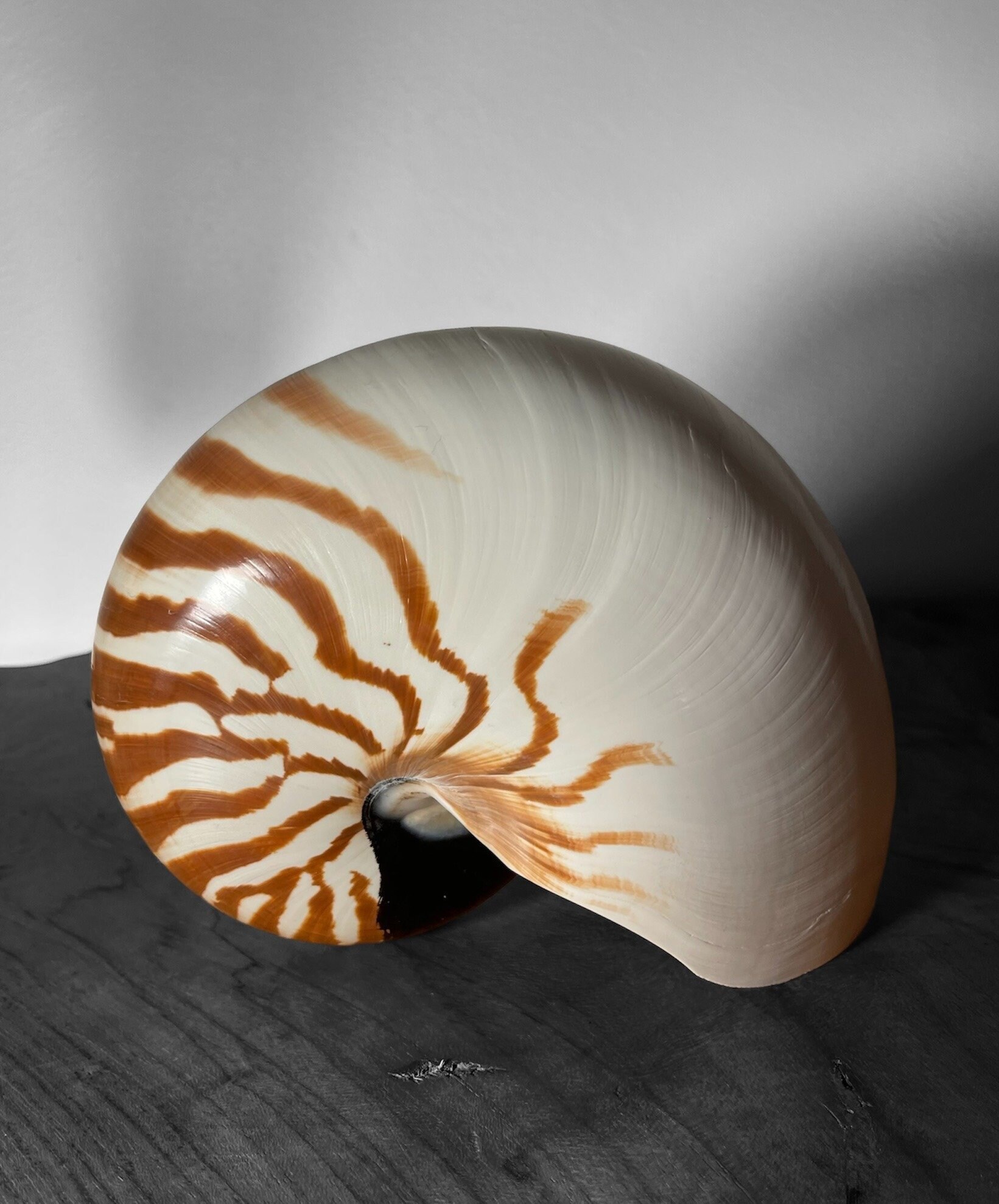 Extra Large Nautilus Shell - Nautilus Pompilius - Etsy