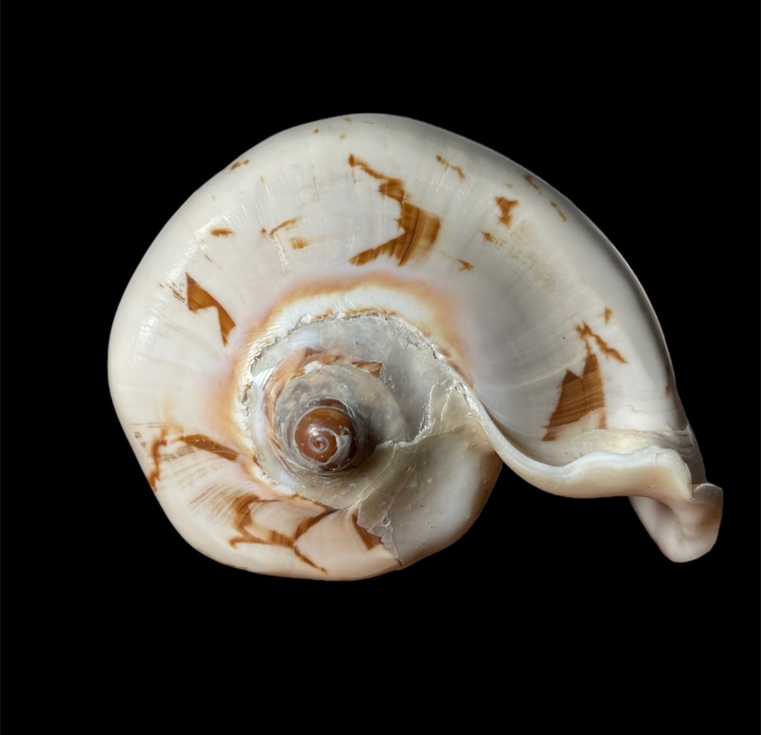 Noble Volute Sea Snail Shell - Cymbiola Nobilis - Etsy