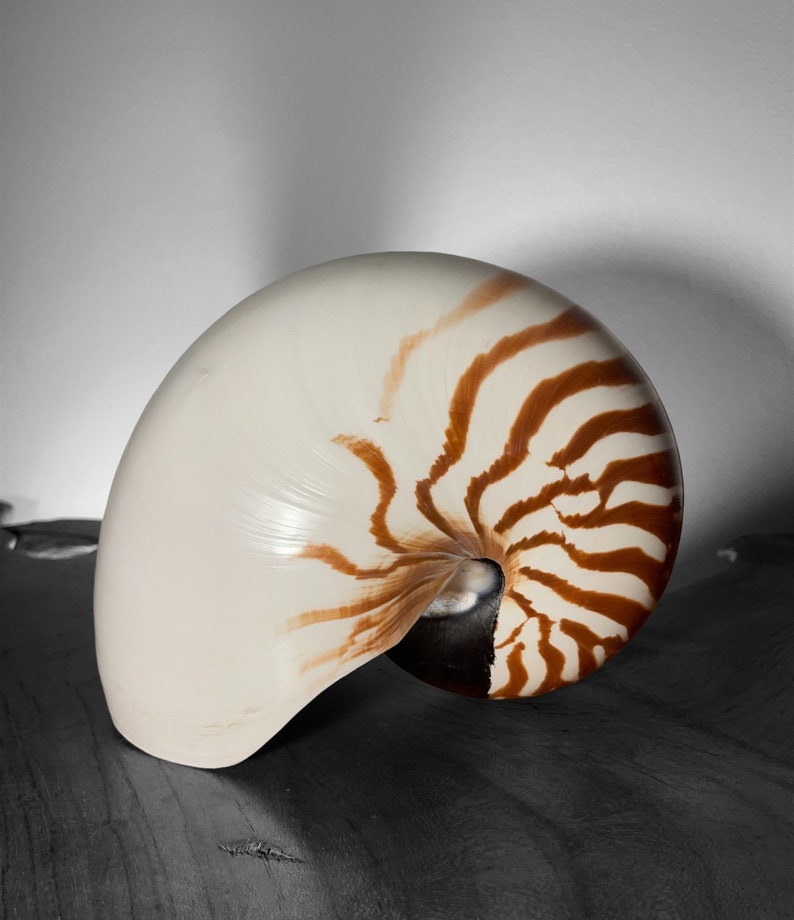 Extra Large Nautilus Shell Nautilus Pompilius - Etsy