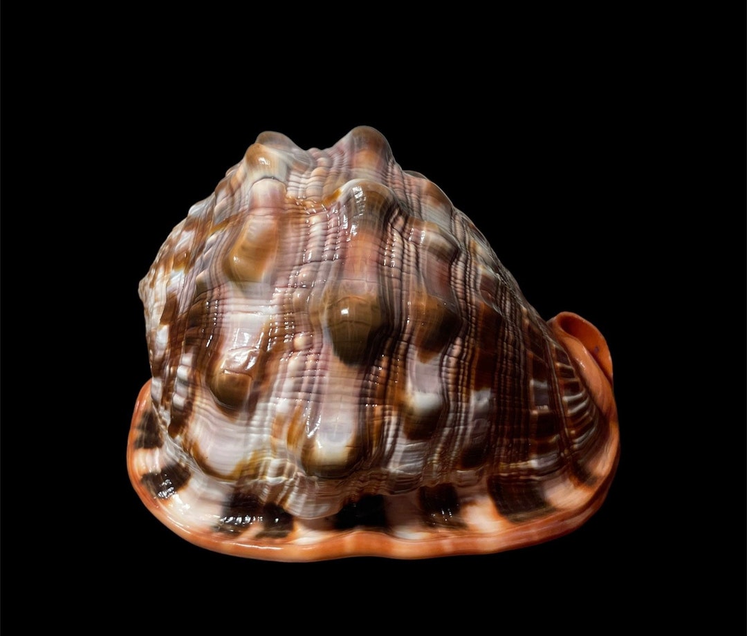 Giant Red Bullmouth Sea-snail Shell - Cassis Rufa - Etsy