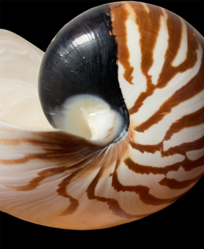 Extra Large Nautilus Shell Nautilus Pompilius - Etsy