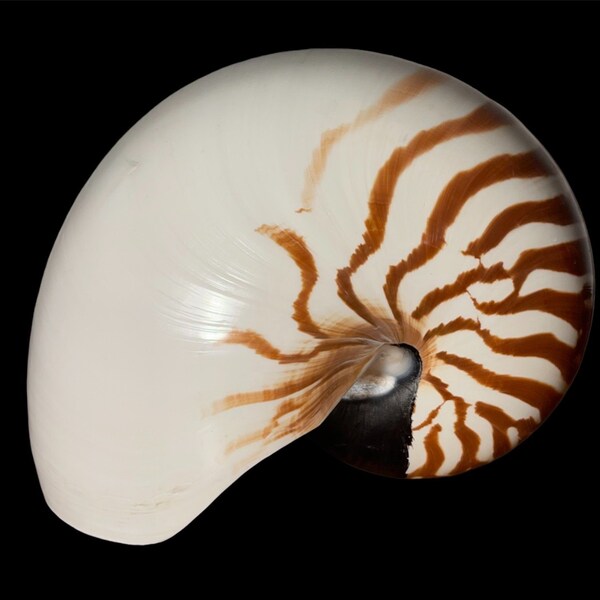 Large Nautilus Shell - Etsy