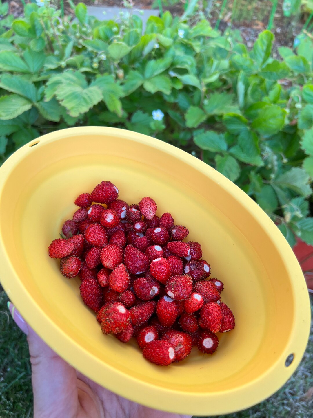 Ukrainian Strawberry Plants (polunica) - Etsy