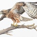 Red Tailed Hawk, Wall Art, Wildlife Art, Hawk, Gift, Gift for Him, Gift ...