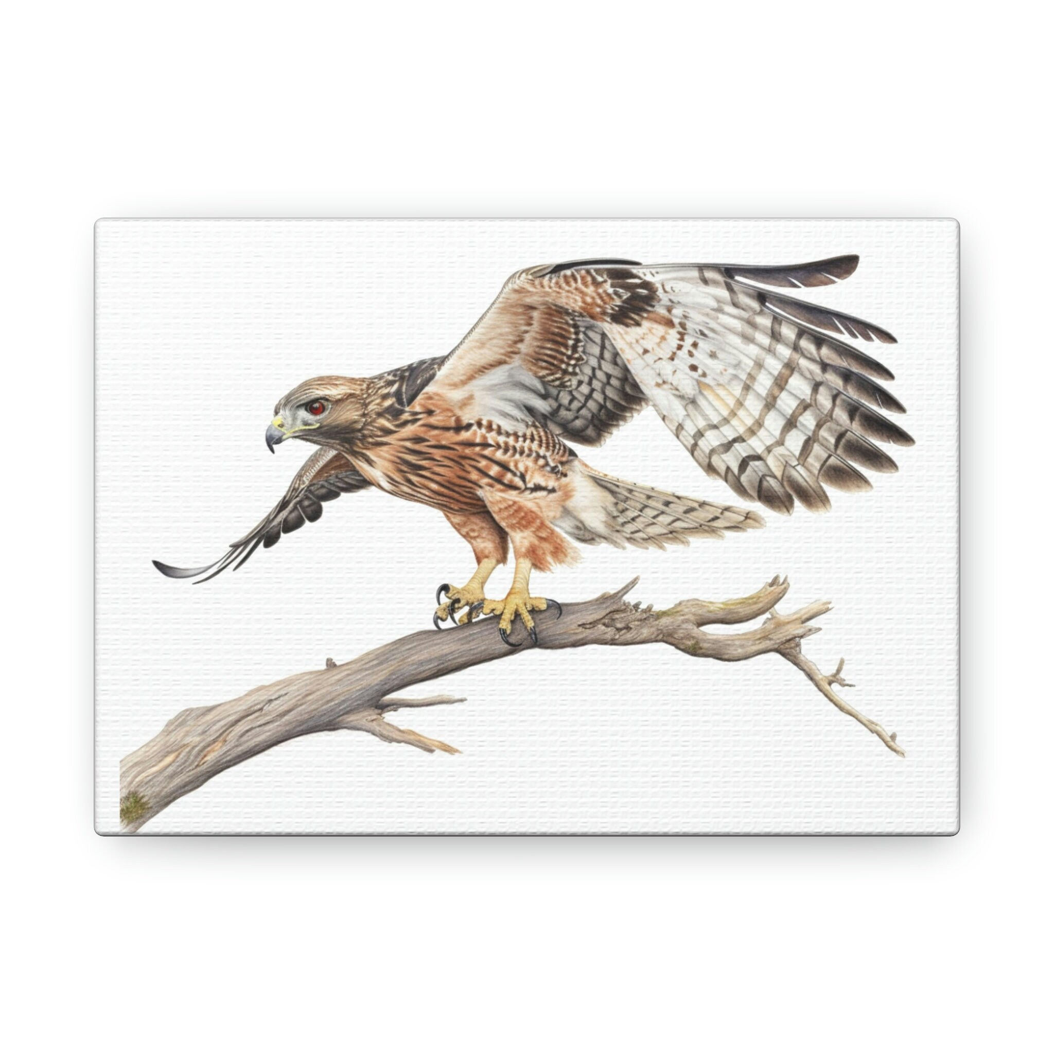 Watercolor of a Red-tailed Hawk in Flight. Outdoors, Gift, Home Decor ...