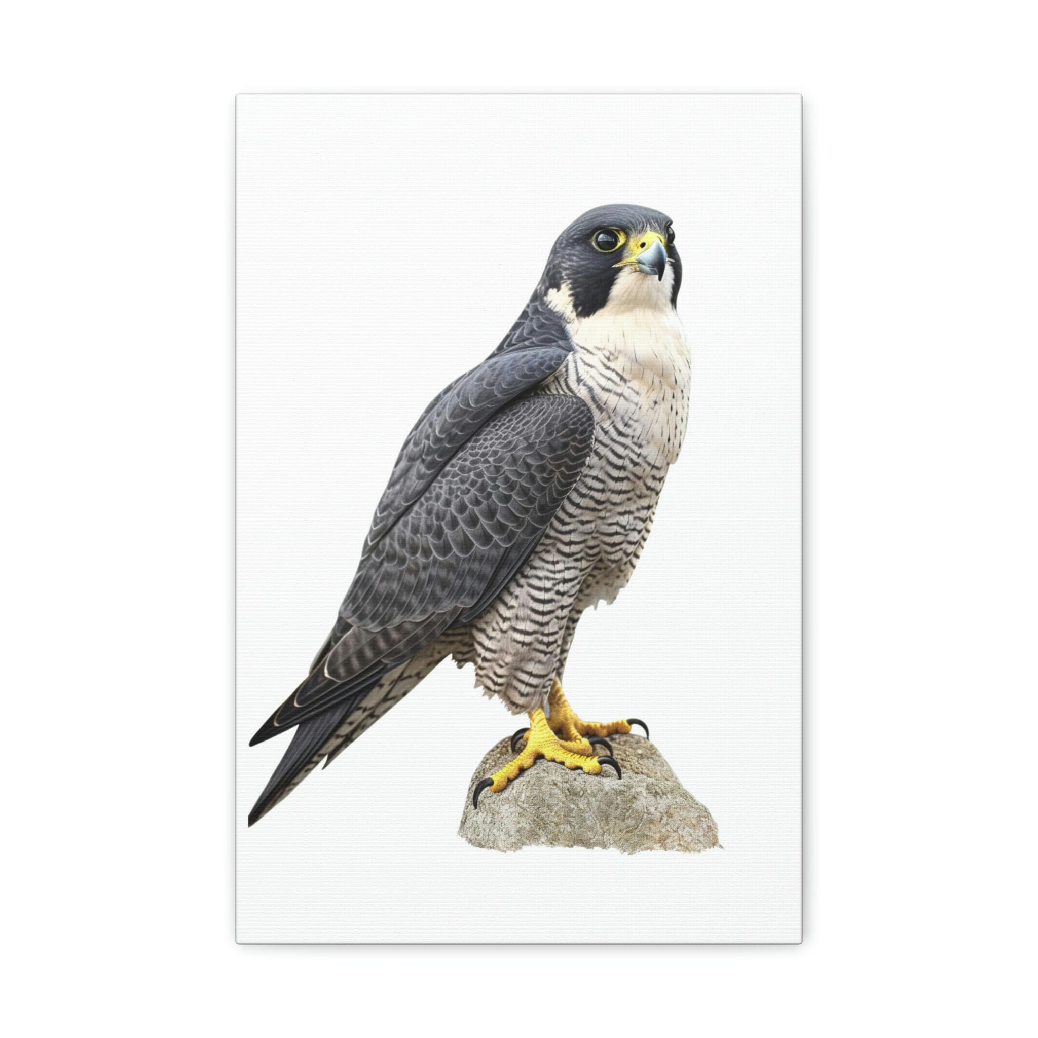 Majestic Peregrine Falcon Portrait - Wildlife Art Print, Outdoors, Gift ...