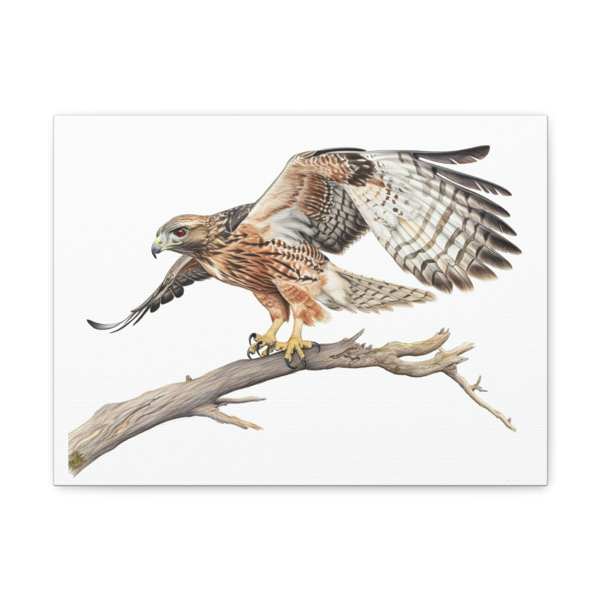 Watercolor of a Red-tailed Hawk in Flight. Outdoors, Gift, Home Decor ...
