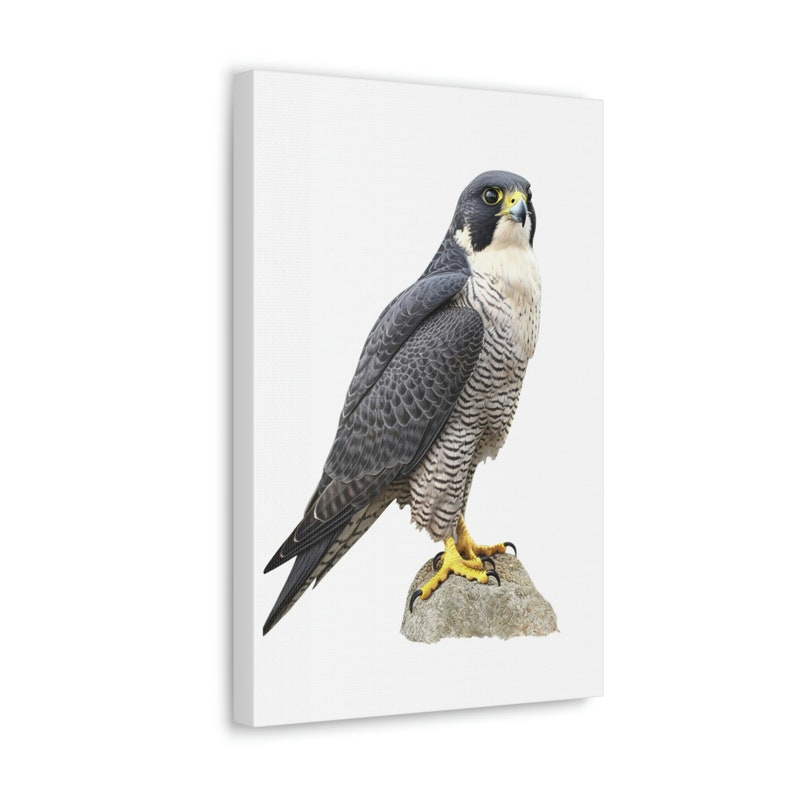 Majestic Peregrine Falcon Portrait - Wildlife Art Print, Outdoors, Gift ...