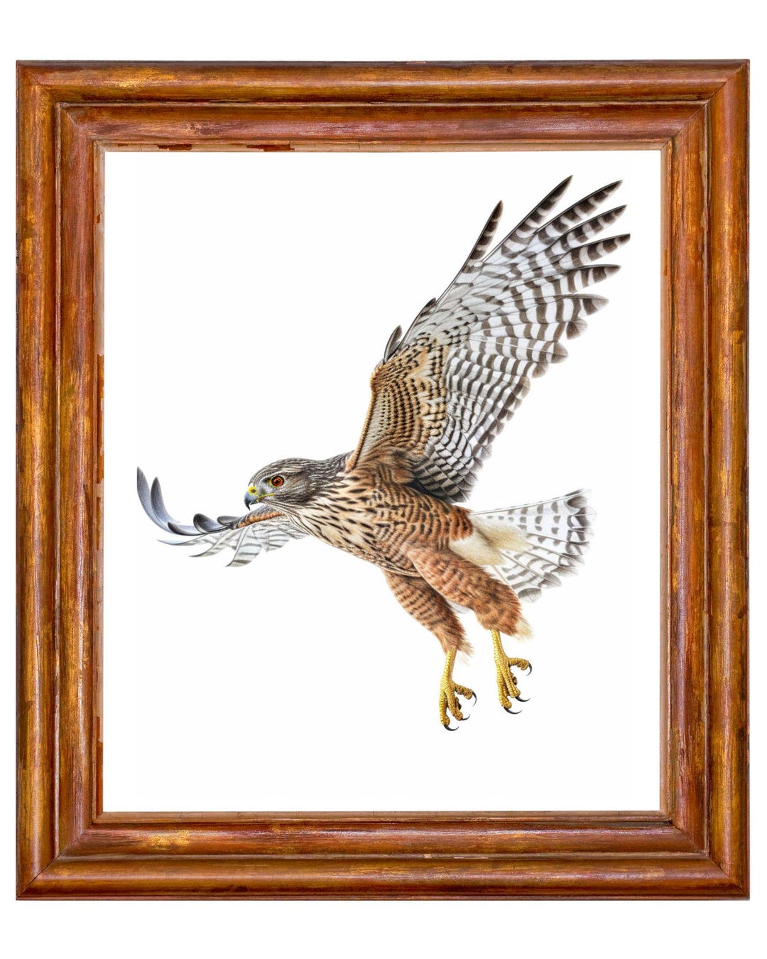 Red-tailed Hawk Digital Art Print – Ai-generated Wildlife Illustration ...