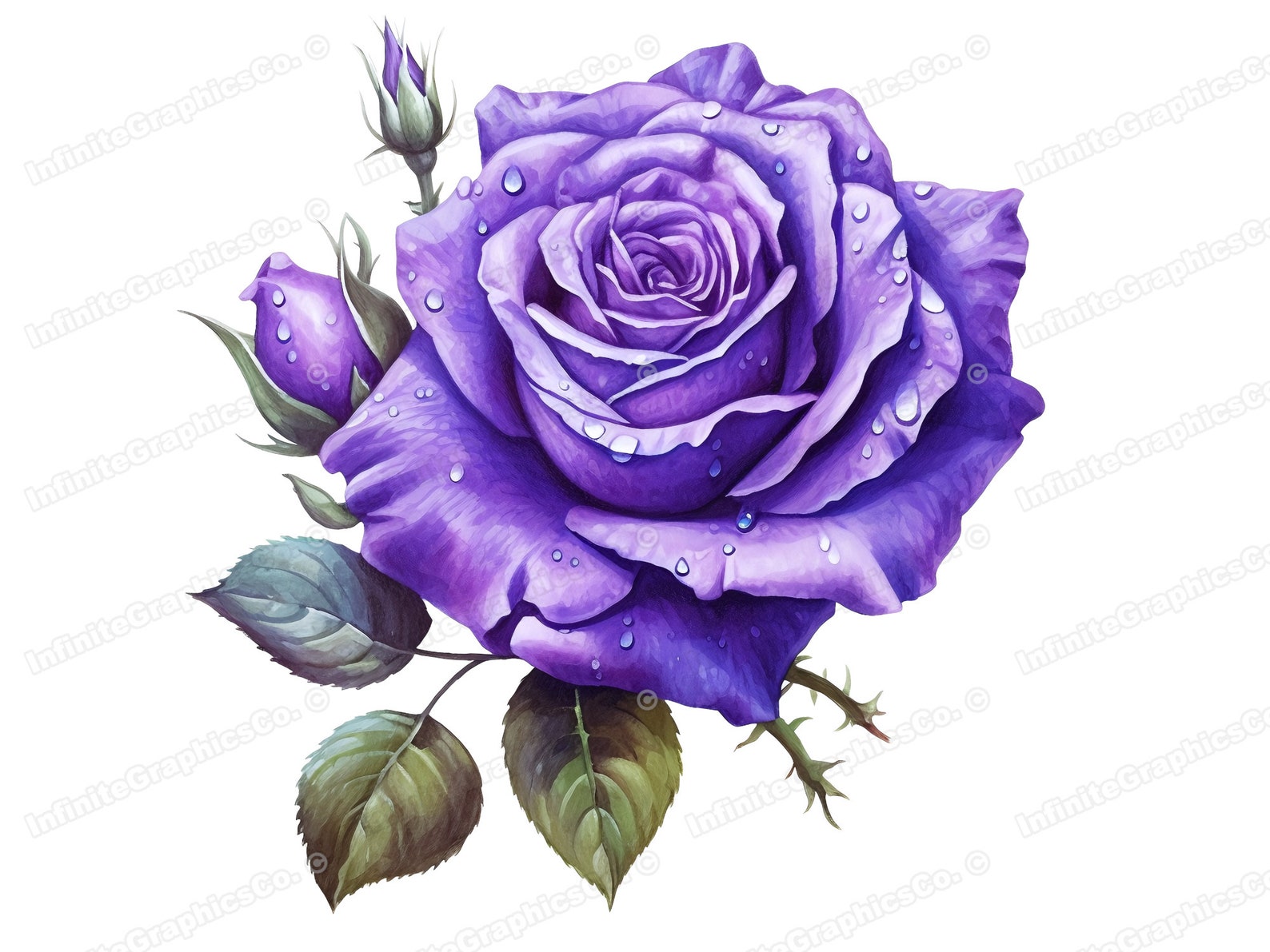 Watercolor Purple Rose Clipart, Purple Rose PNG, Watercolor Floral ...