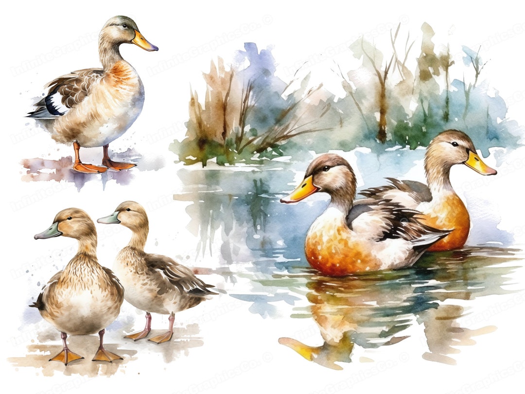 Watercolor Ducks Clipart, High Quality Pngs, Duck Illustrations for ...