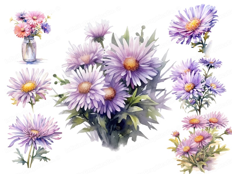 Watercolor Aster Clipart, Aster Flower Clipart, Birthmonth Flower, High ...