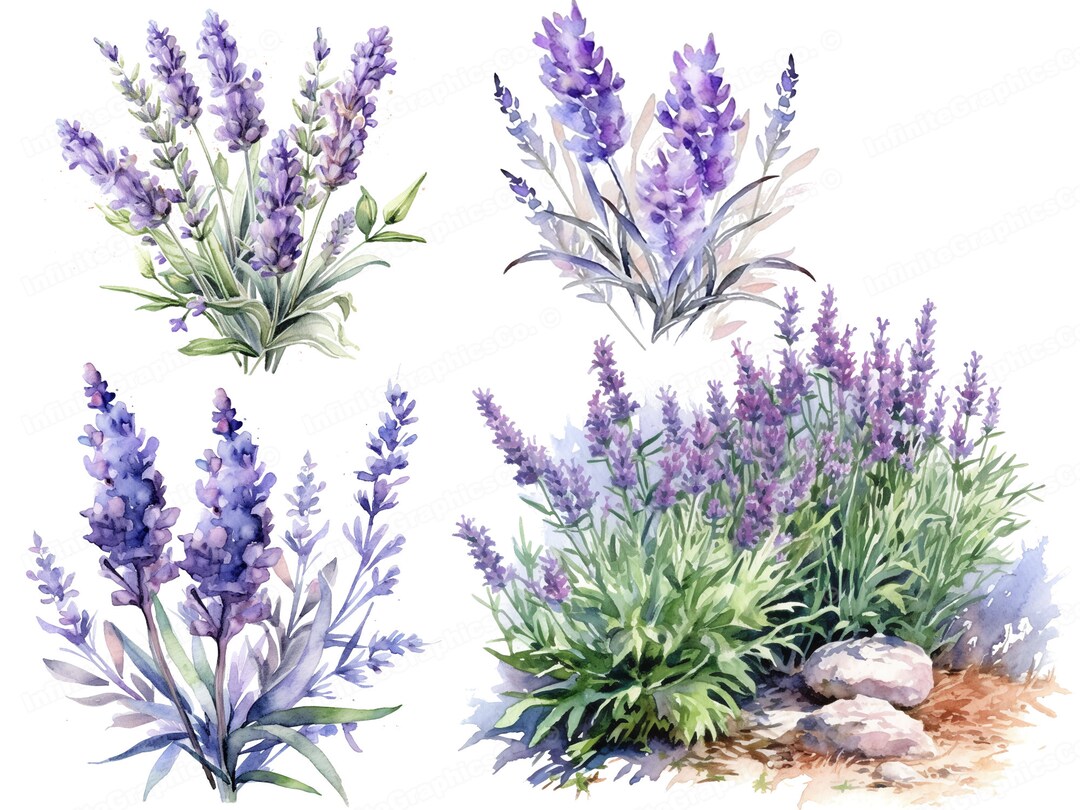Watercolor Lavender Flower Clipart, 4 High-quality Pngs, Plant Clipart ...