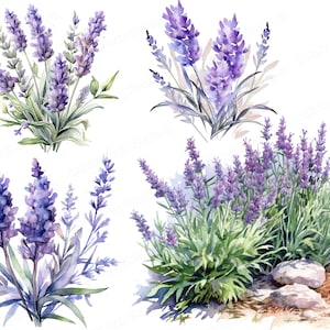 Watercolor Lavender Flower Clipart, 4 High-quality Pngs, Plant Clipart ...