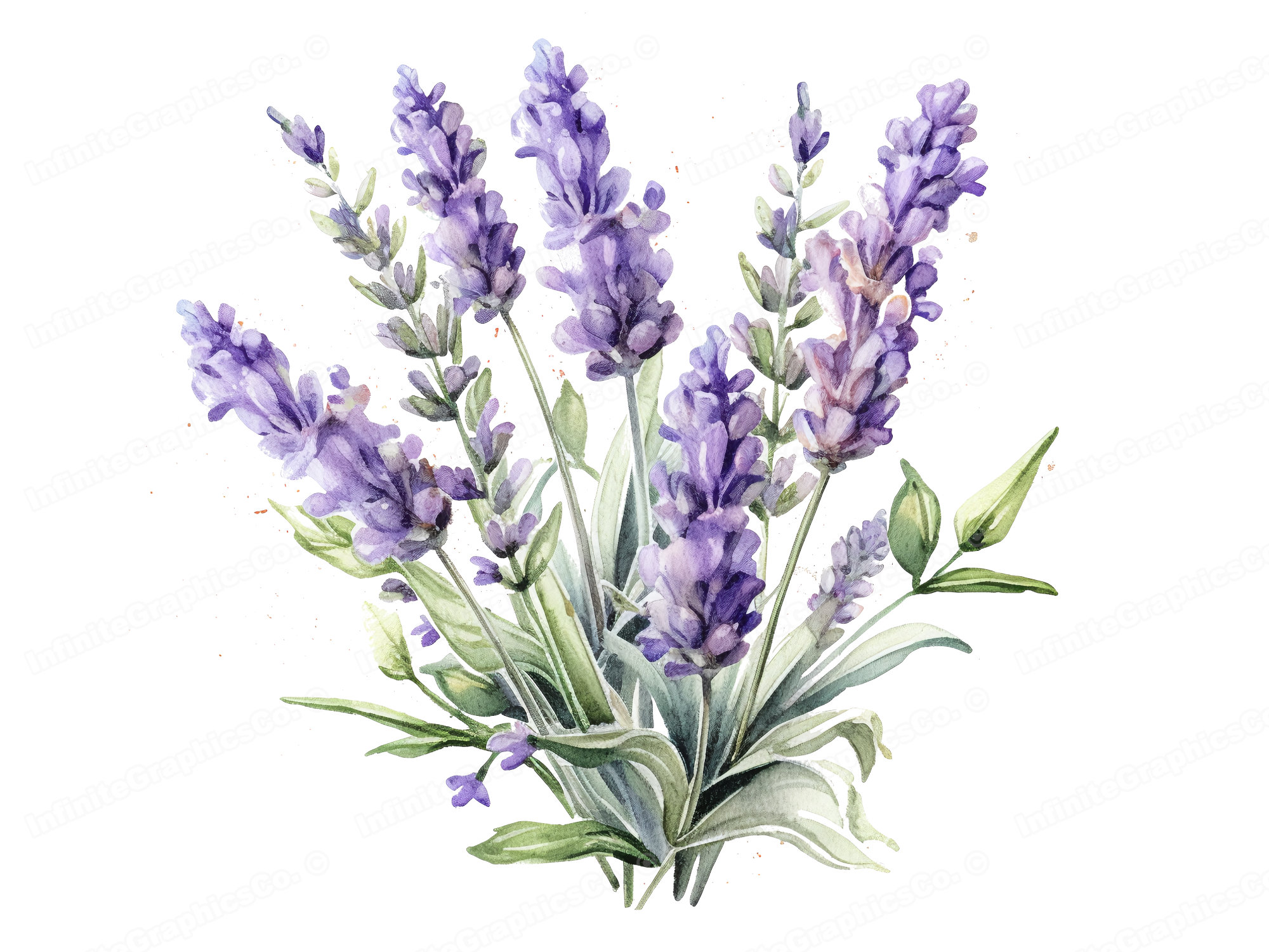 Watercolor Lavender Flower Clipart, 4 High-quality Pngs, Plant Clipart ...