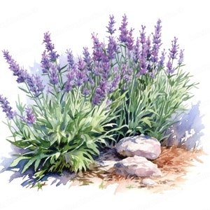 Watercolor Lavender Flower Clipart, 4 High-quality Pngs, Plant Clipart ...