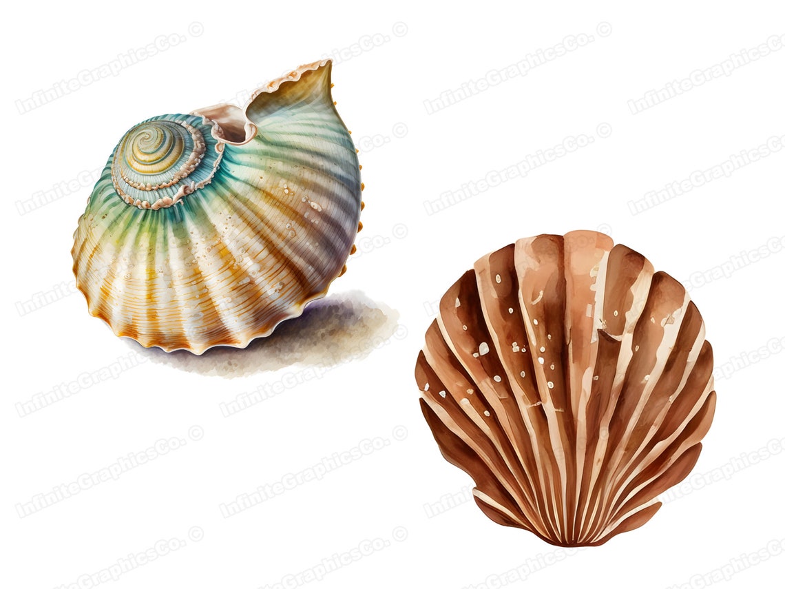 Watercolor Seashell Clipart, Beach Clipart, Nautical Clipart, Seashell ...