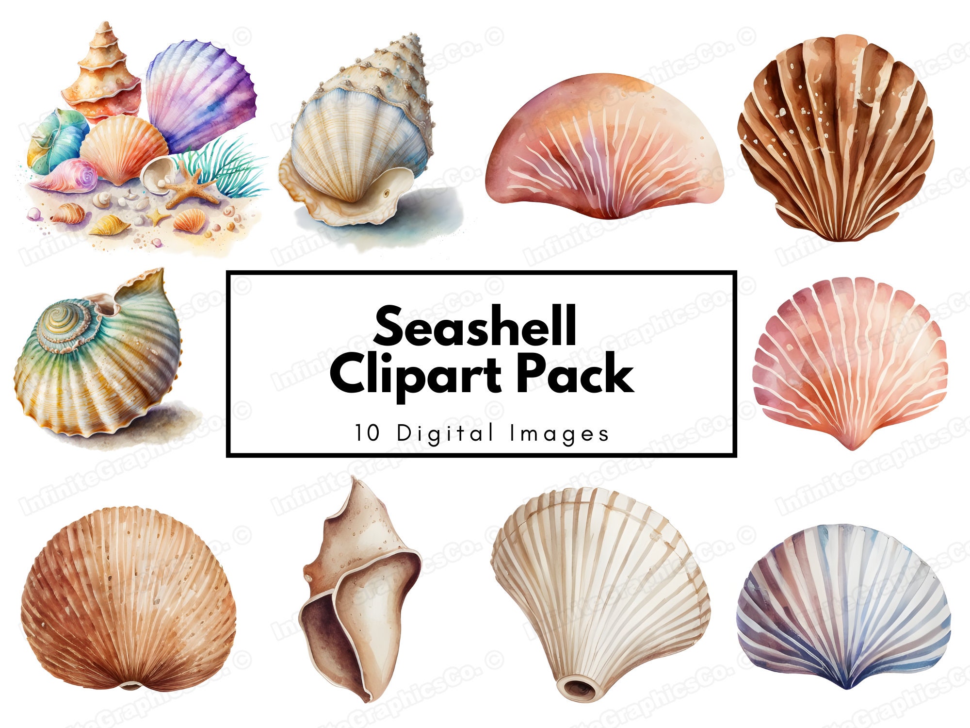 Watercolor Seashell Clipart, Beach Clipart, Nautical Clipart, Seashell ...