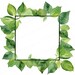 Watercolor Green Frame Clipart, Green Frames Illustrations, Floral ...
