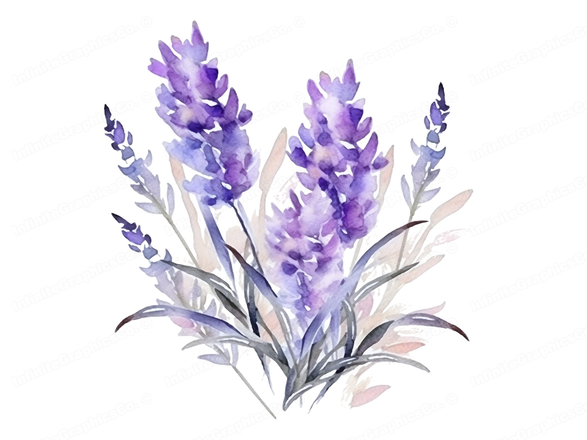 Watercolor Lavender Flower Clipart, 4 High-quality Pngs, Plant Clipart ...