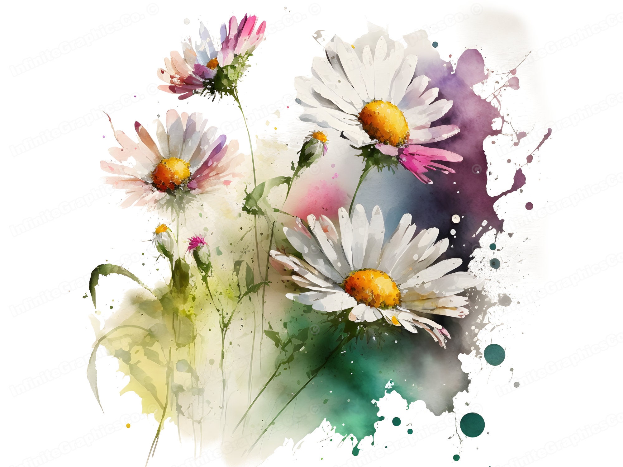 8 Watercolor Daisies Clipart, Daisy Clipart, Commercial Use, Daisy ...