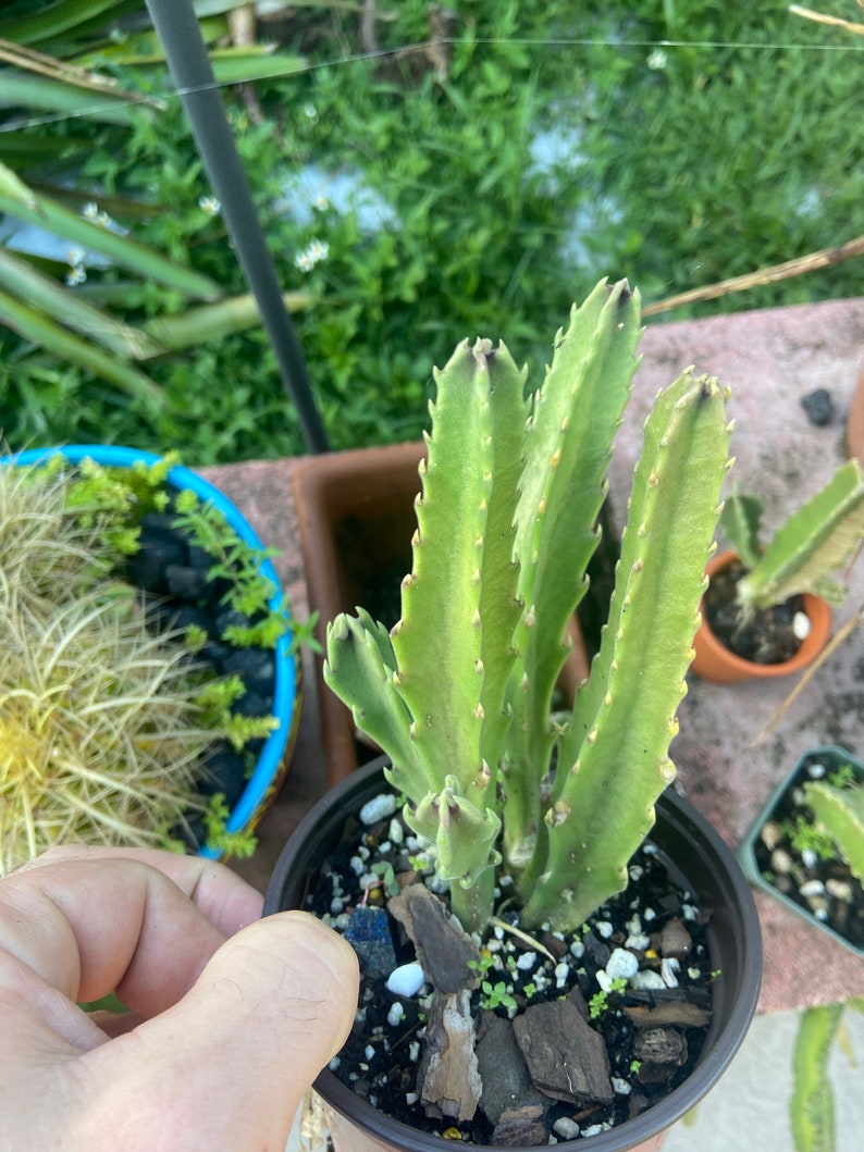 Starfish Cactus Flower “stapelia Grandiflora” - Etsy