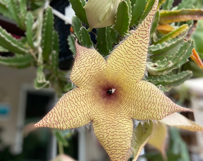 Starfish Cactus Flower “stapelia Grandiflora” - Etsy