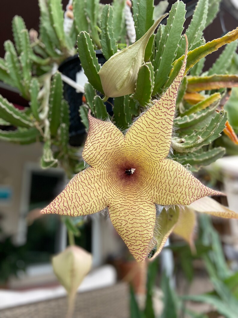 Starfish Cactus Flower “stapelia Grandiflora” - Etsy