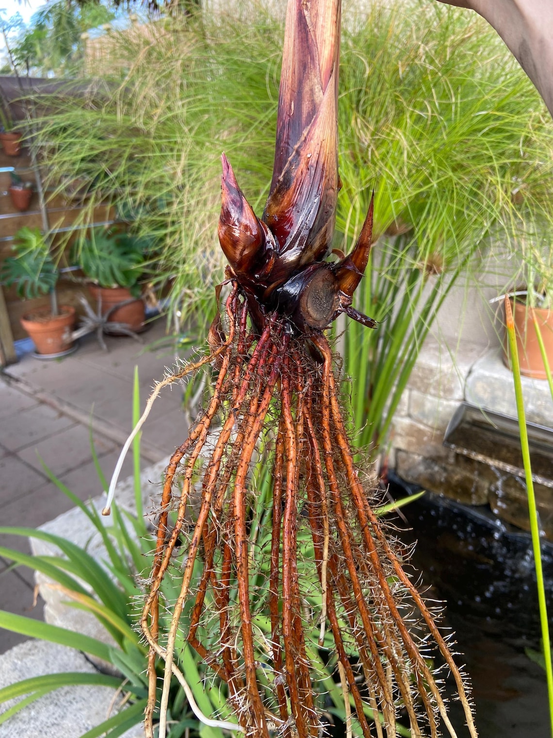 Dwarf Papayrus - Cyperus Haspan Dwarf Papyrus~dwarf Papyrus Water Pond ...